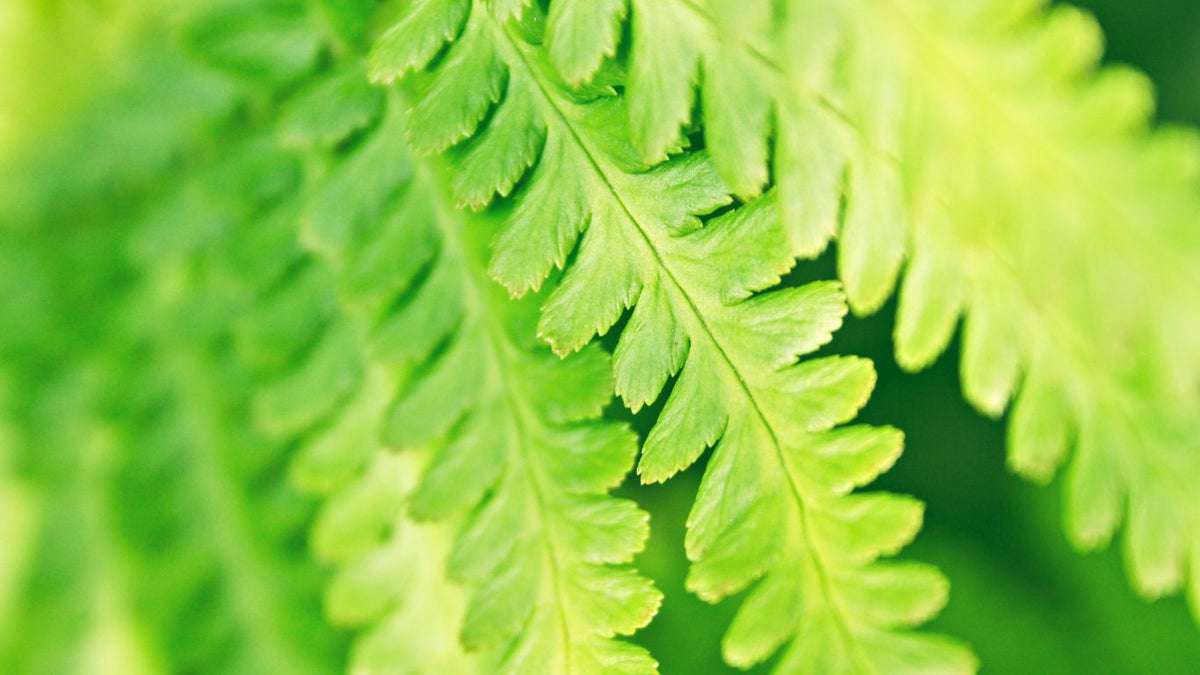 Body Care – Behr & Bush Wax and Beauty